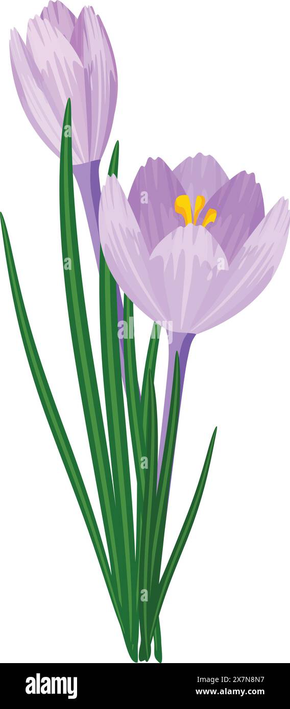 Crocus sativus spring flowers Stock Vector Images - Alamy