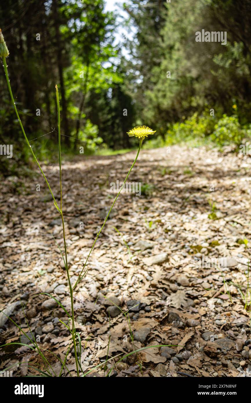 Dandelion flower in the middle of the forest Stock Photo - Alamy