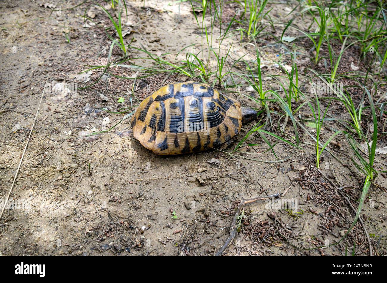 Turtle eating grass in the forest, Beden forest Kavaje Stock Photo - Alamy