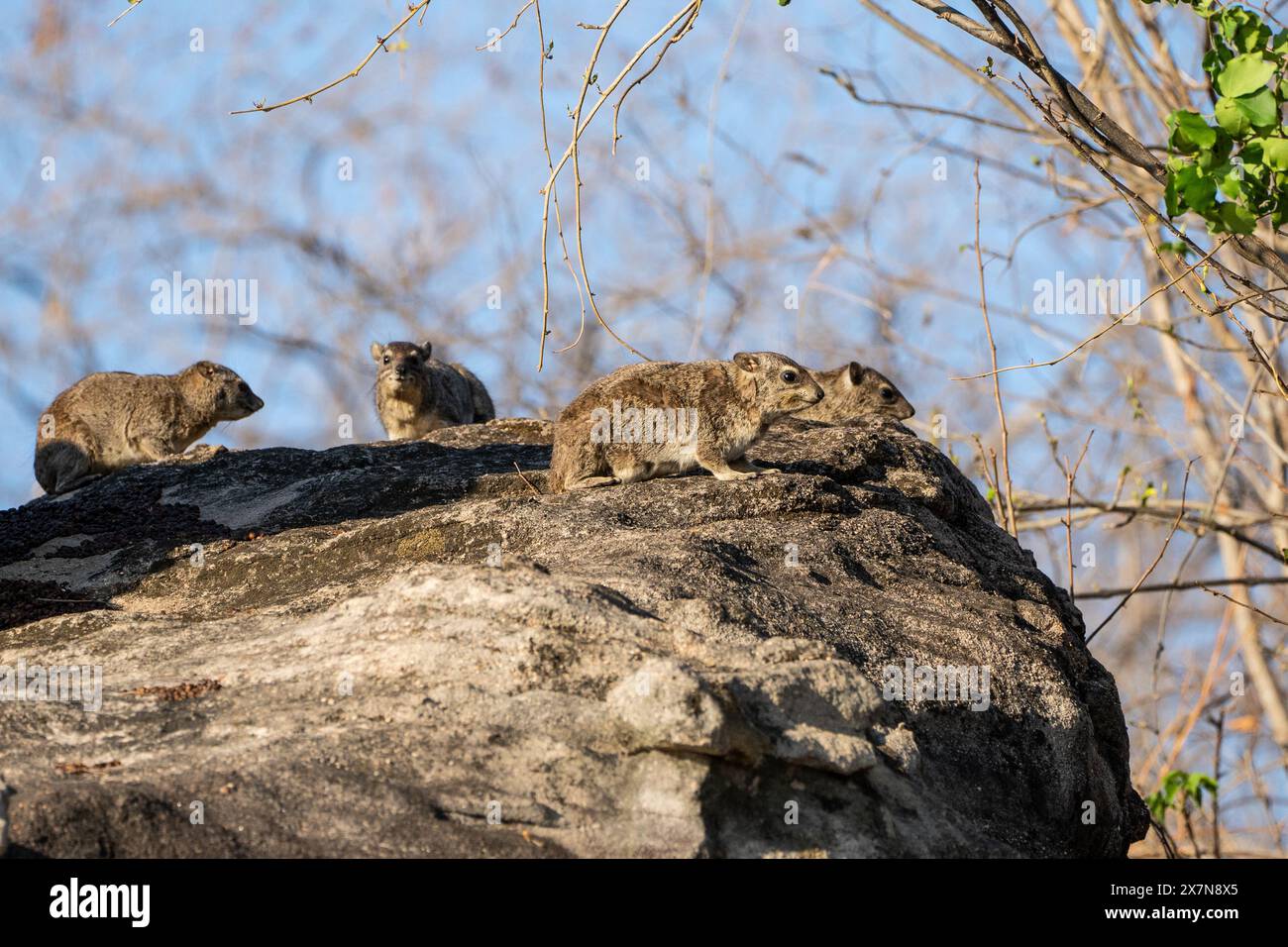 yellow-spotted rock hyrax or bush hyrax (Heterohyrax brucei ...