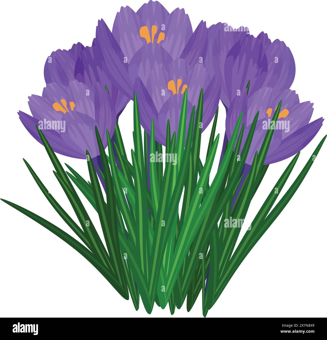 Vibrant purple crocus flower cluster illustration Stock Vector Image ...