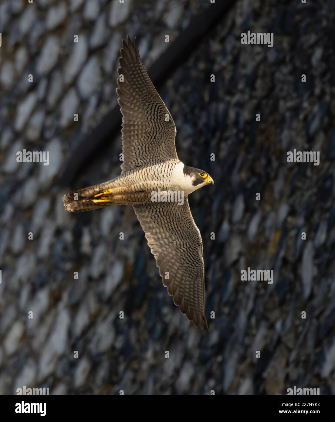 Adult male Peregrine falcon (Falco peregrinus) in flight at Cromer ...