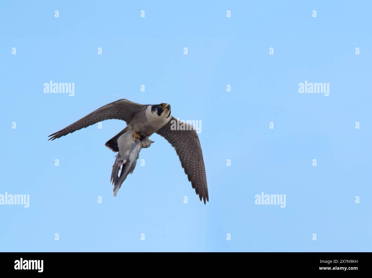 Adult male Peregrine falcon (Falco peregrinus) carrying prey in it's ...