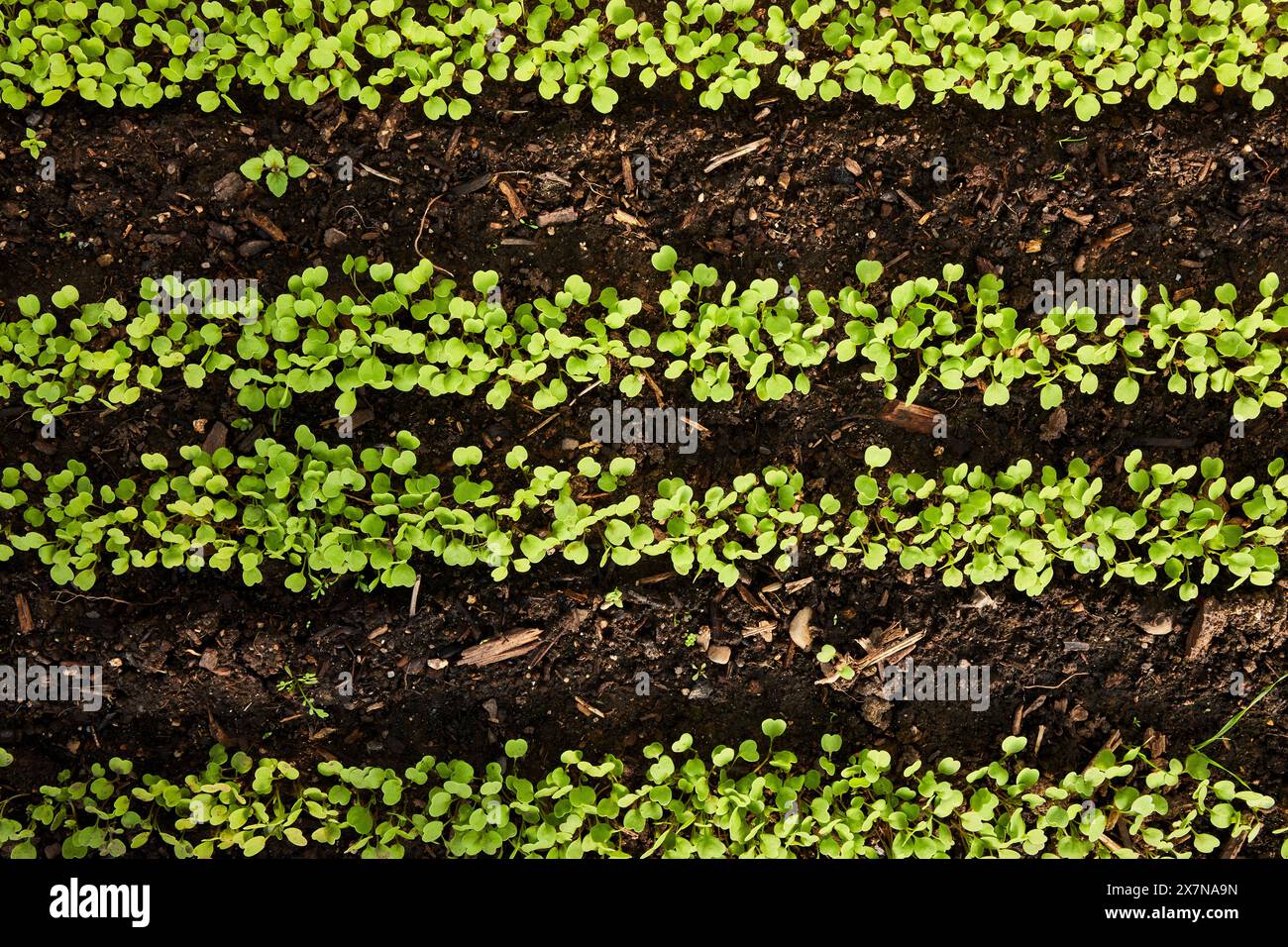 Overhead Shot of Rows of Baby Arugula Growing Stock Photo - Alamy