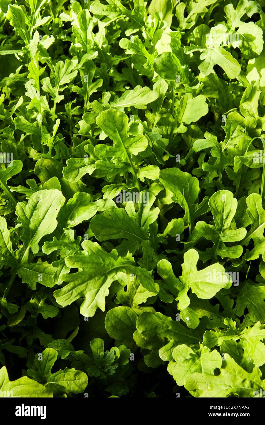 Arugula Growing Close-Up and Detail Shot Stock Photo - Alamy