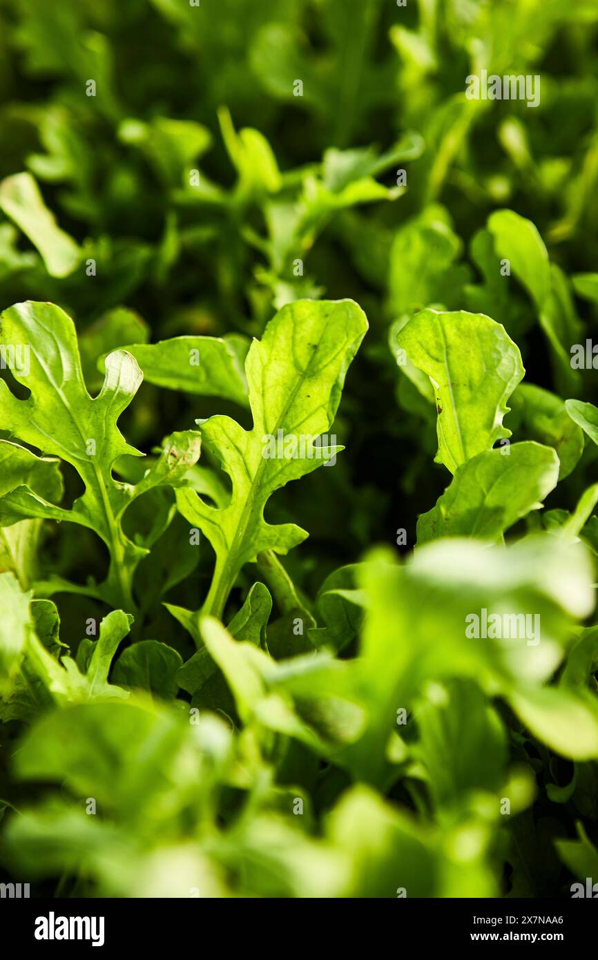 Arugula Growing Close-Up and Detail Shot Stock Photo - Alamy