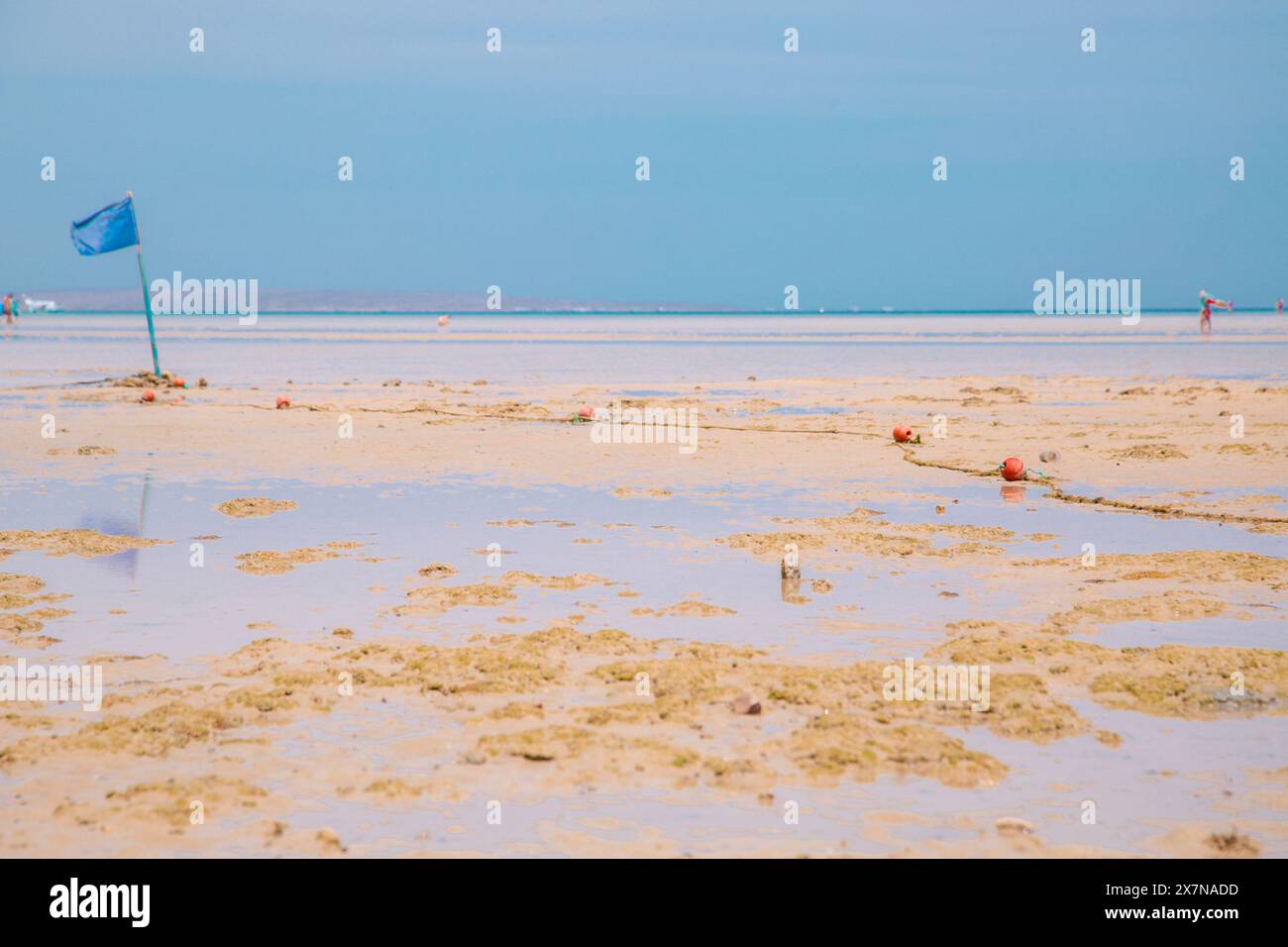 Blue flag in the Red sea Stock Photo - Alamy