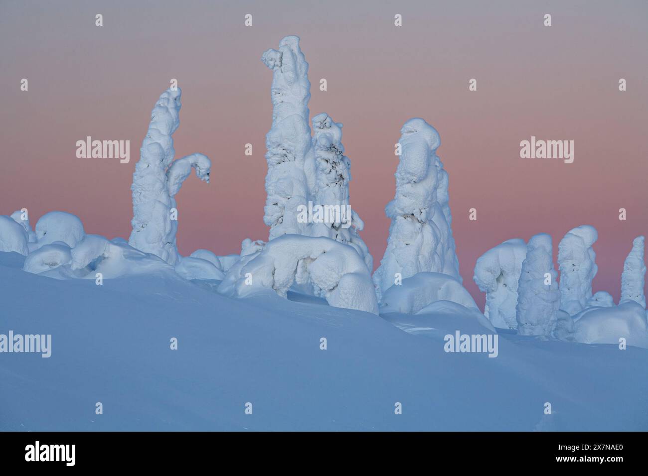 Snow covered trees in the Arctic at dawn, Brooks Range, Dalton Highway ...