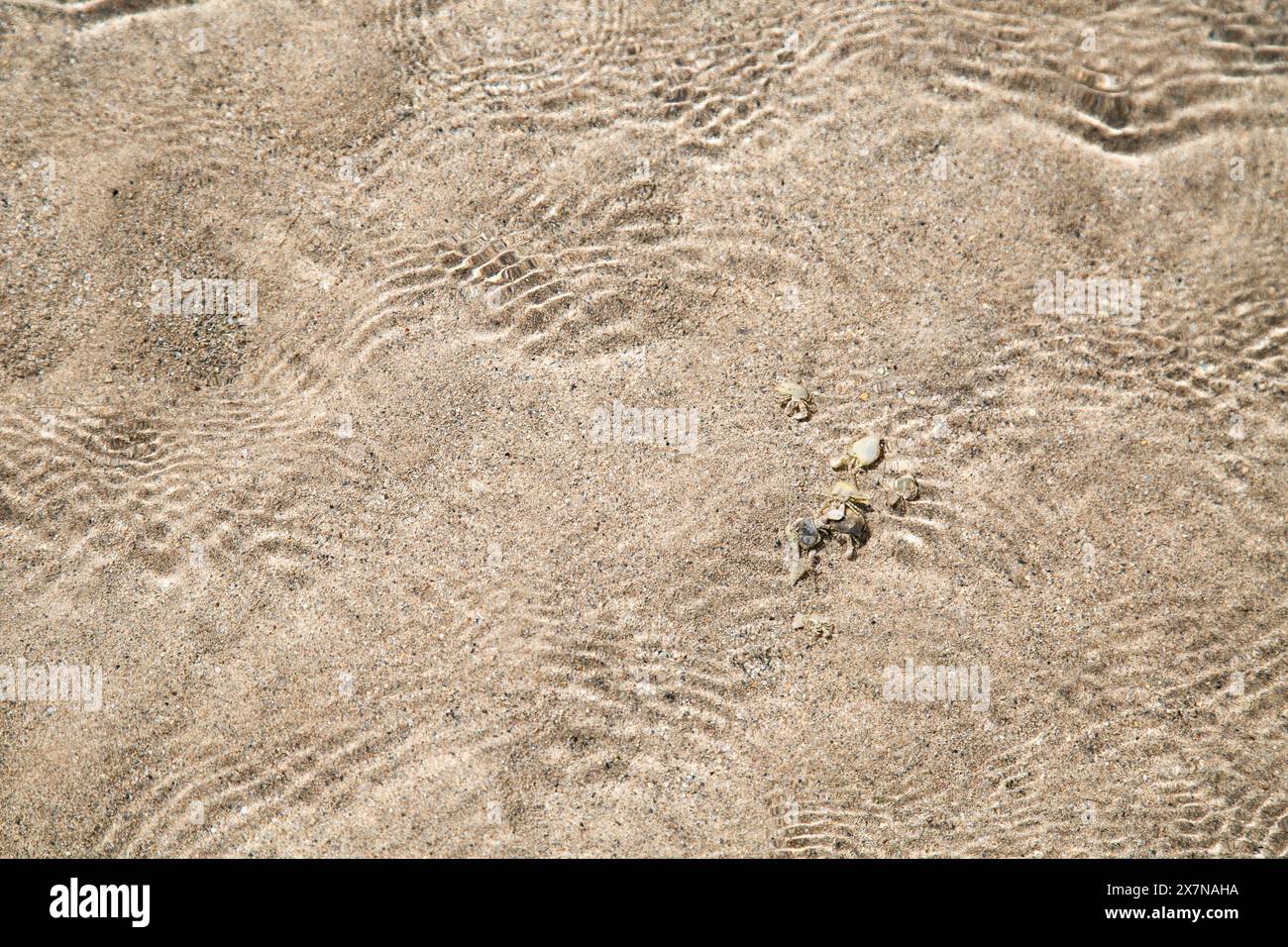 Egypt red sea beach shells hi-res stock photography and images - Alamy