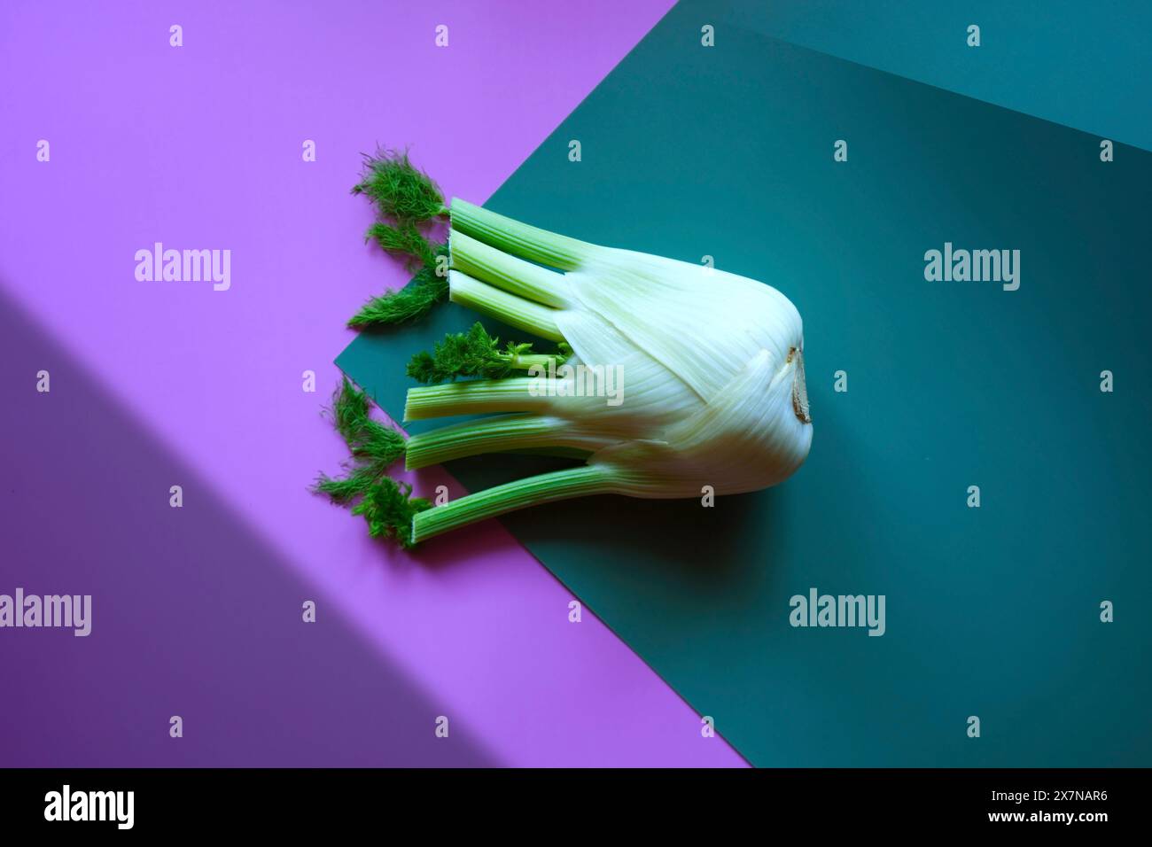 Fennel bulb with color blocking and geometric shadow aesthetic Stock ...