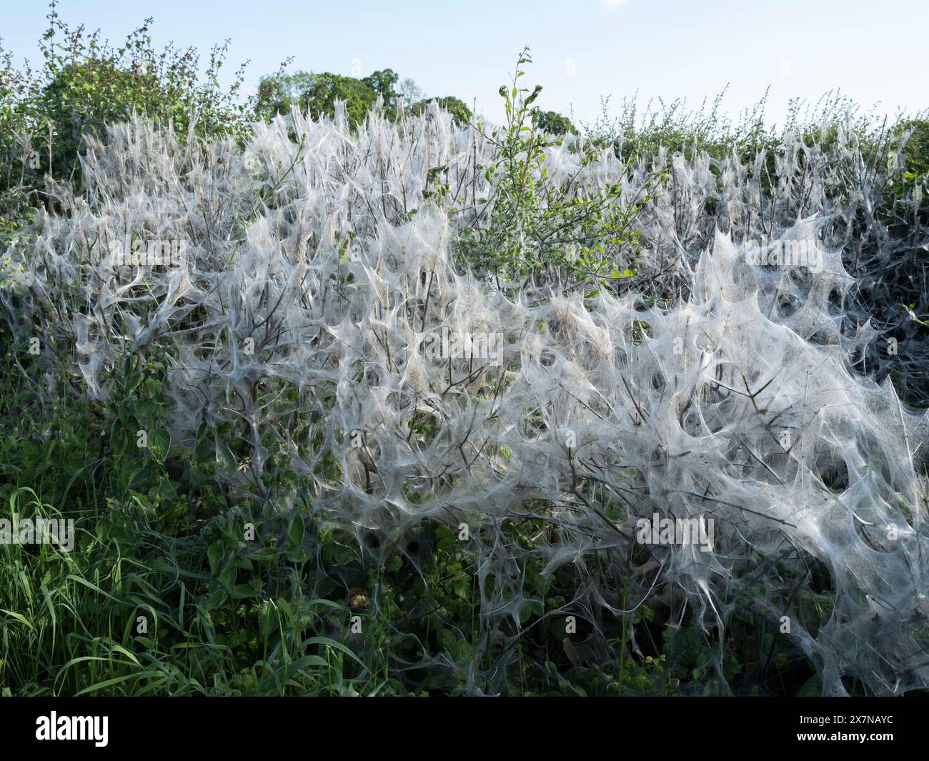 Ermine moth silken blanket web covering a large part of a hedgerow in ...