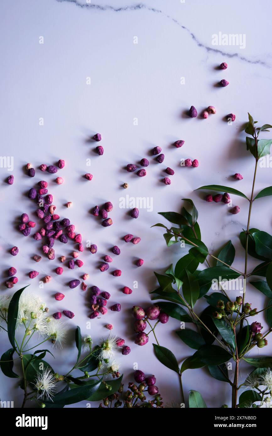 Fruit of the Australian Lilly Pilly tree known as a superfood for their ...
