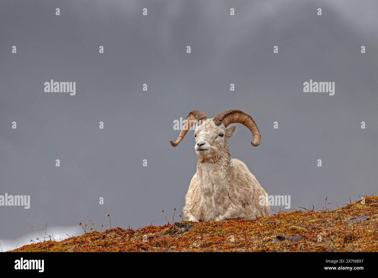 Dall sheep, Ovis dalli, lying in front of mountains, male, ram, fall ...