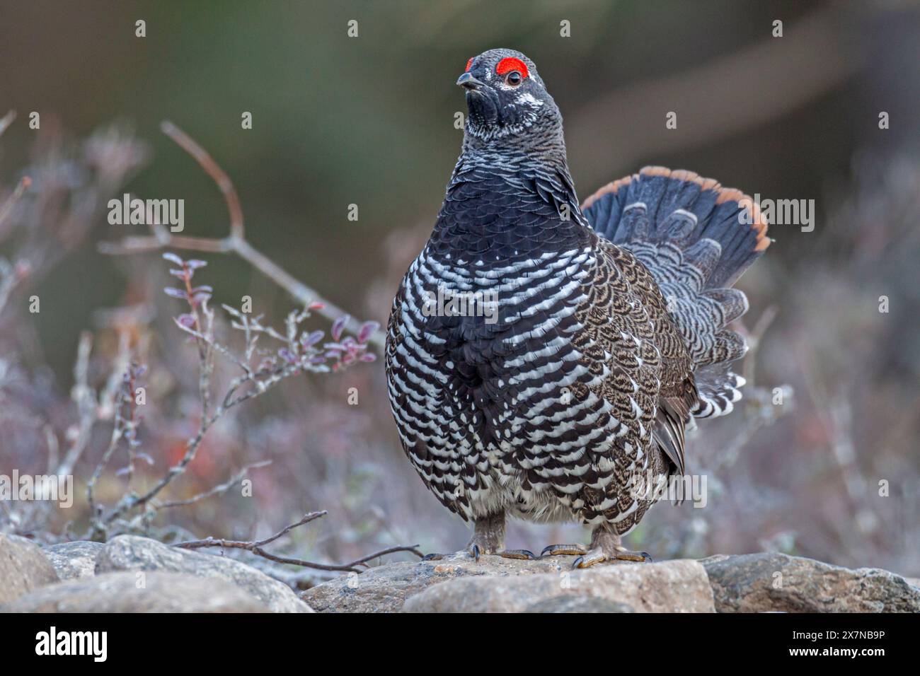 Pine grouse, Canachites canadensis, frontal, Brooks Range, Alaska, USA ...