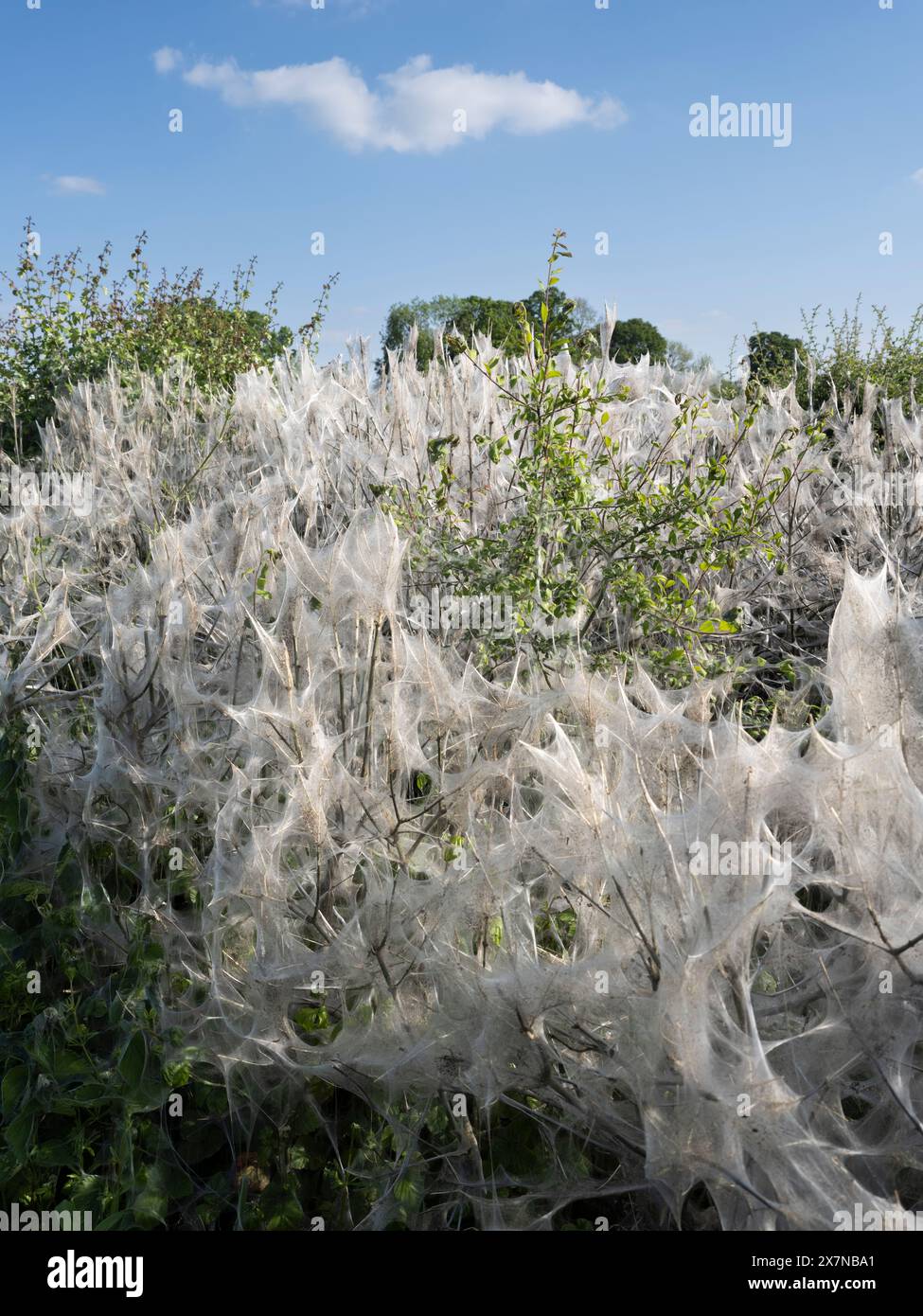Ermine moth silken blanket web covering a large part of a hedgerow in ...
