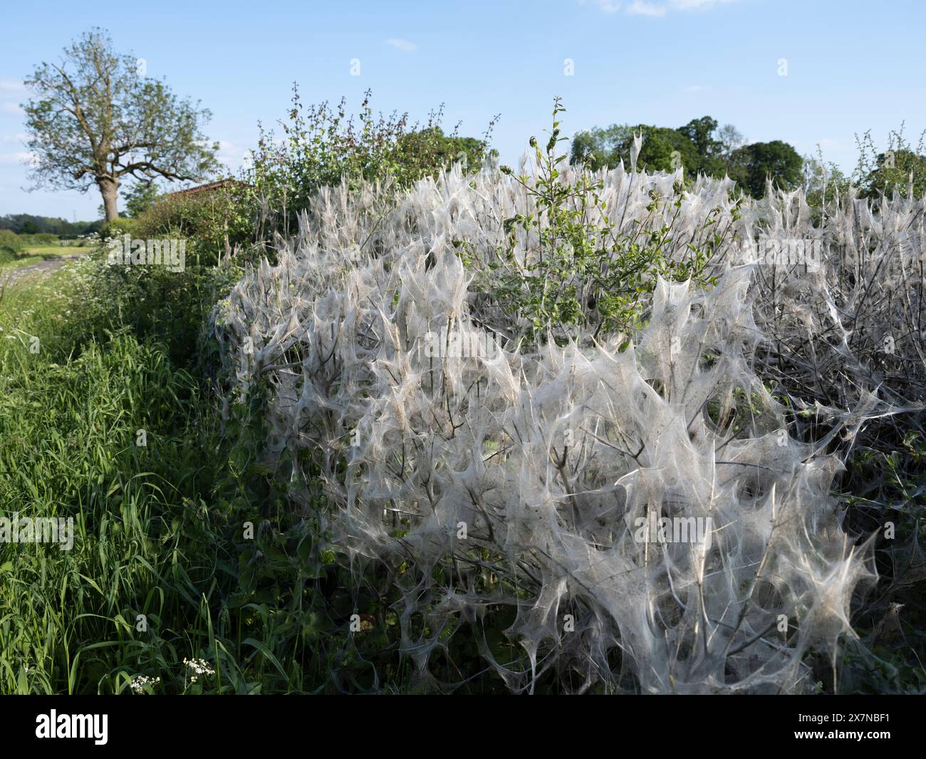 Ghostly silken webbing hi-res stock photography and images - Alamy