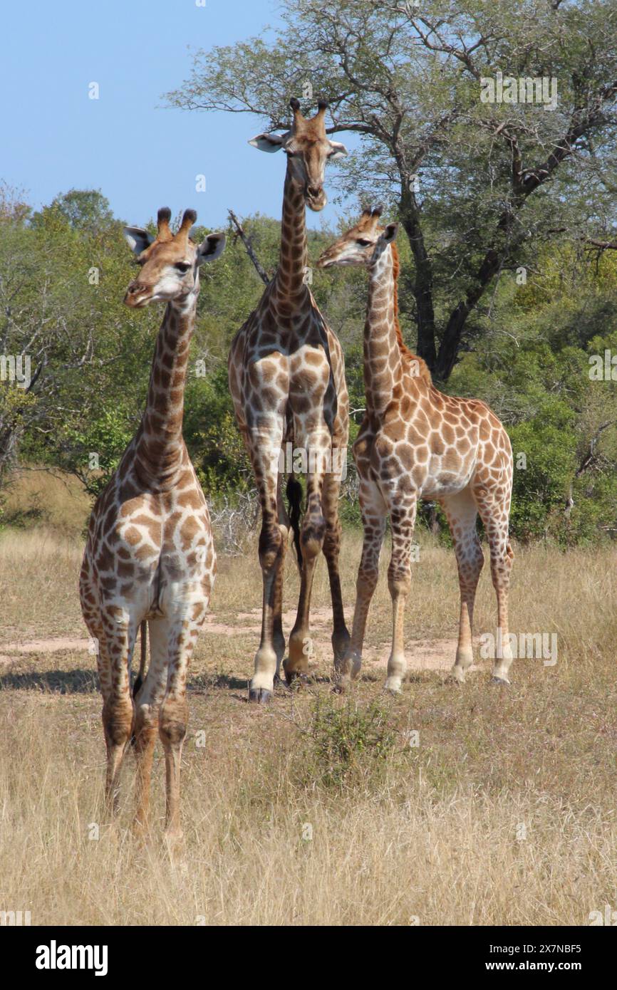Giraffe / Giraffe / Giraffa camelopardalis Stock Photo - Alamy