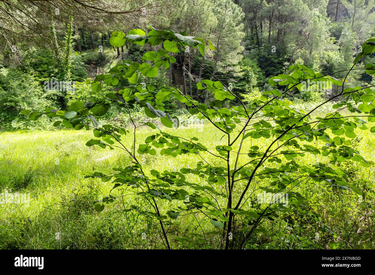 "Forest therapy is the best kind of therapy, where every step is a ...