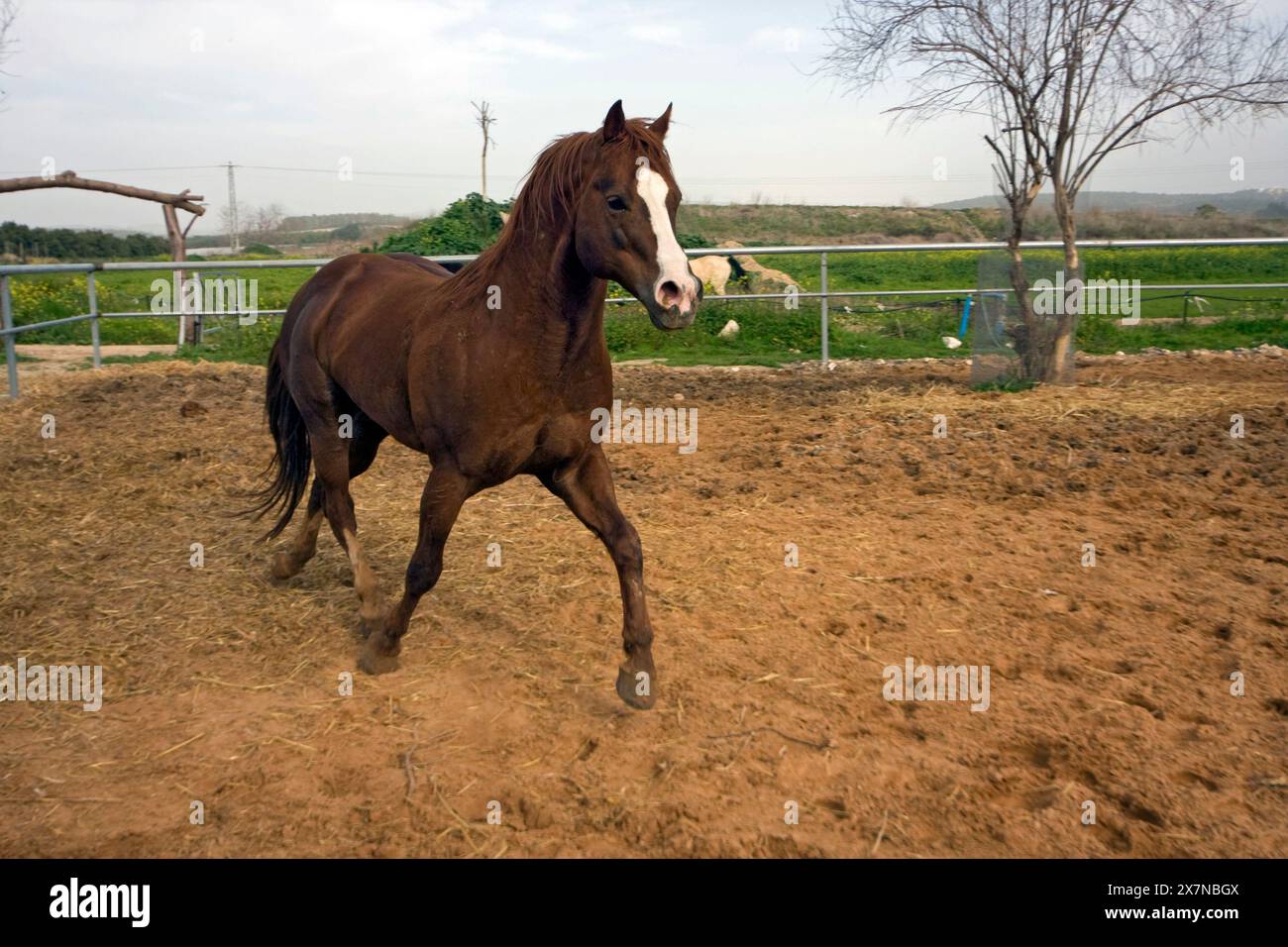 Horse trotting in a corral Stock Photo - Alamy