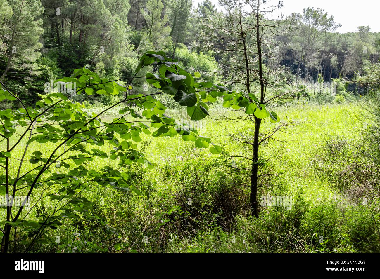 "Breathing in the fresh forest air, I feel my worries dissolve and my ...