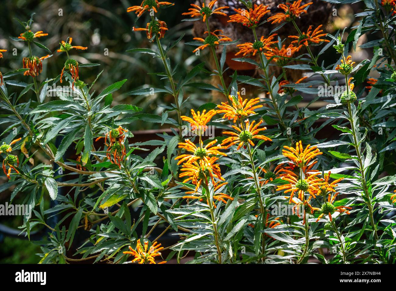 Leonotis leonurus, also known as lion's ear, lion's tail and wild dagga ...