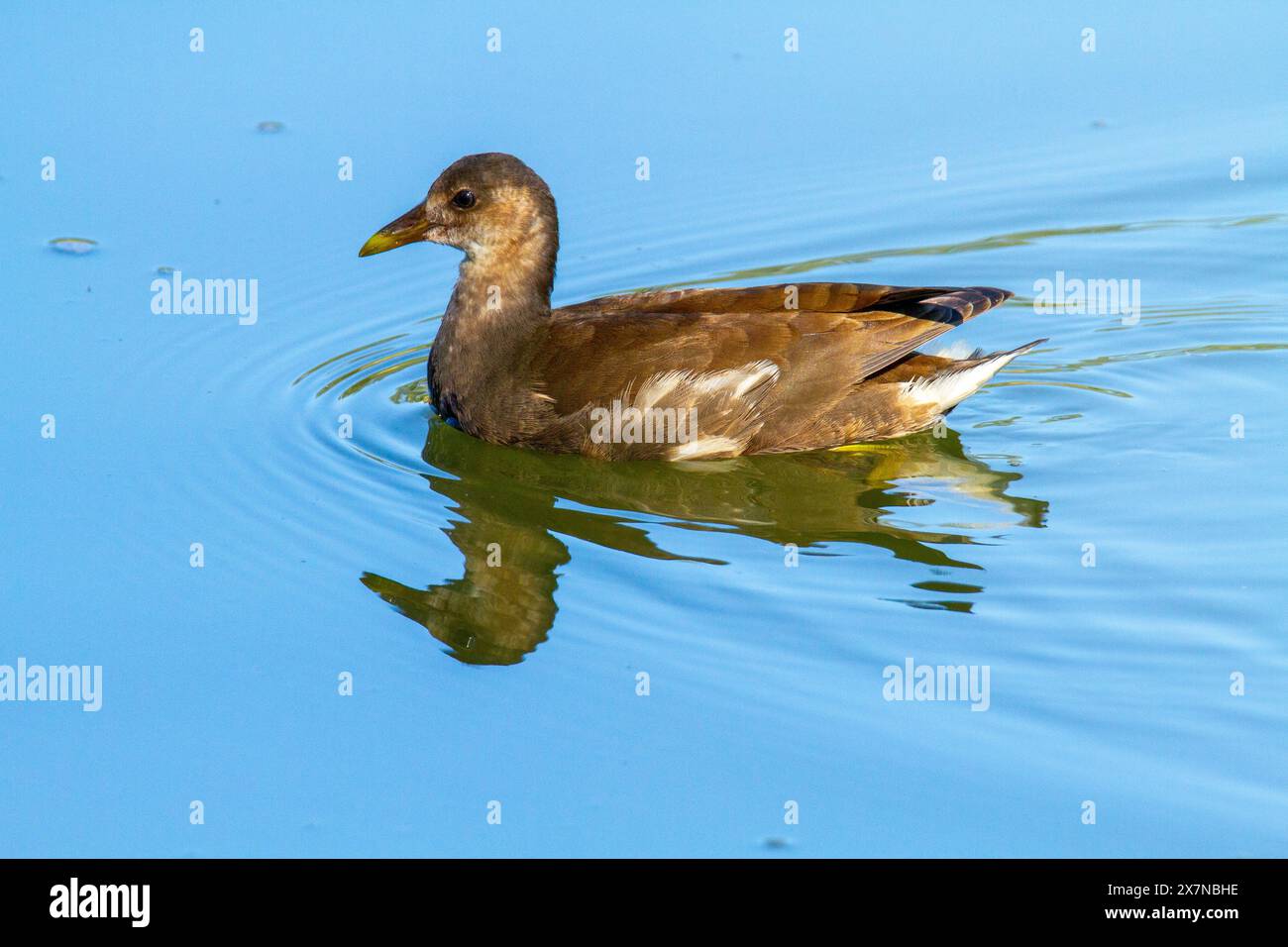 Juvenile Common Moorhen (Gallinula chloropus) swims in a pond ...