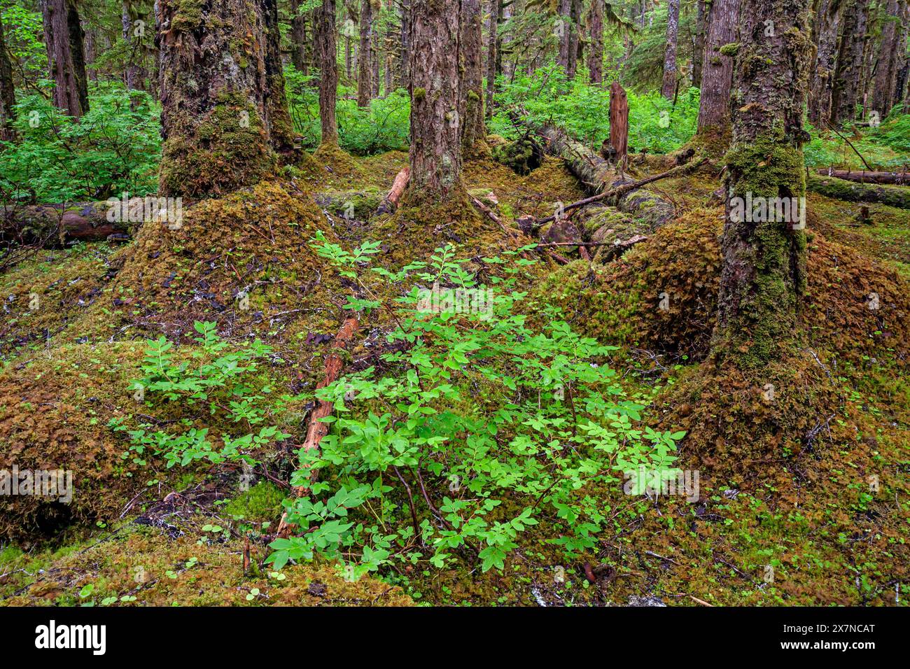 Plants, trees, mushrooms, ferns in the rainforest, Southeast Alaska ...