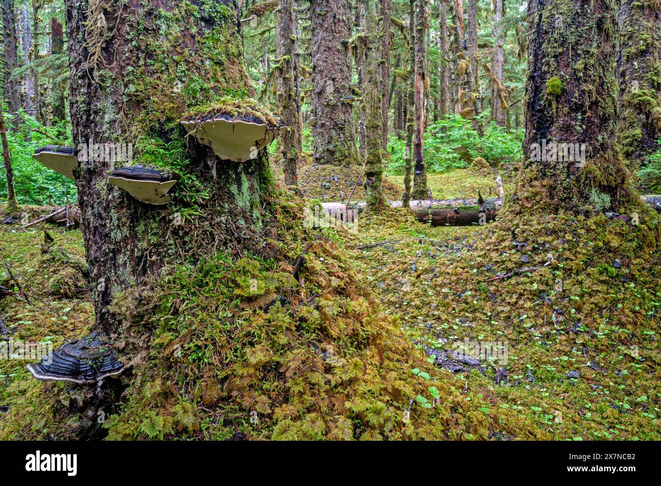 Plants, trees, mushrooms, ferns in the rainforest, Southeast Alaska ...