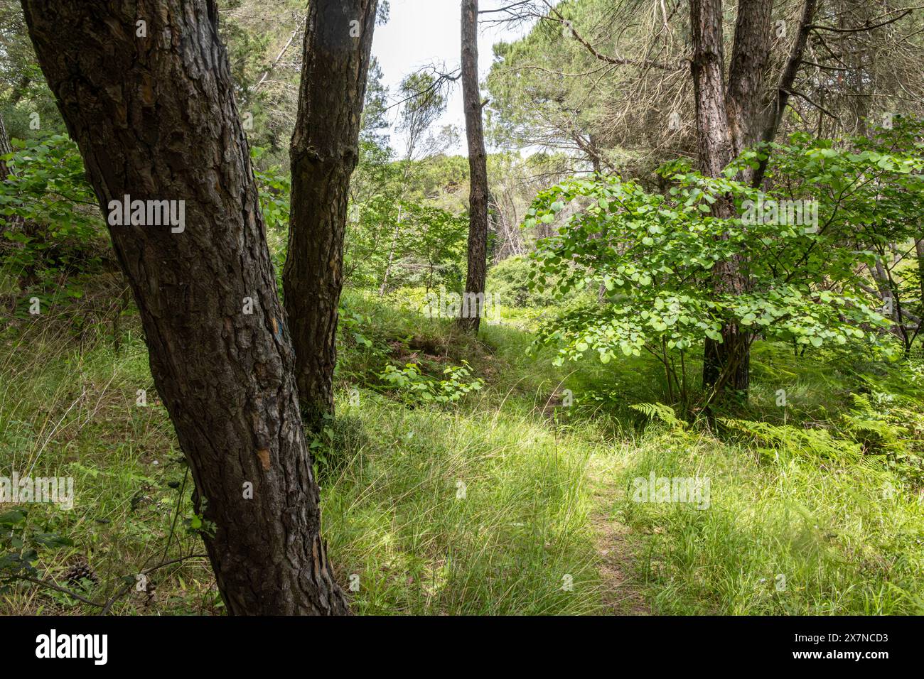 "In the silence of the forest, I find a quiet strength—a resilience ...