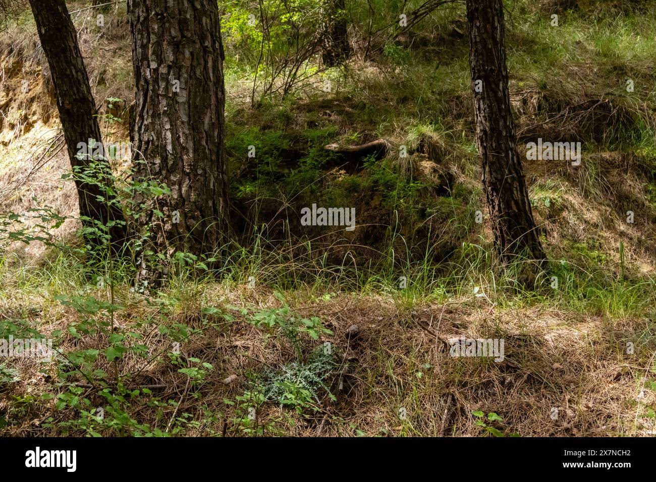 "As I walk through this green cathedral, I am humbled by the magnitude ...