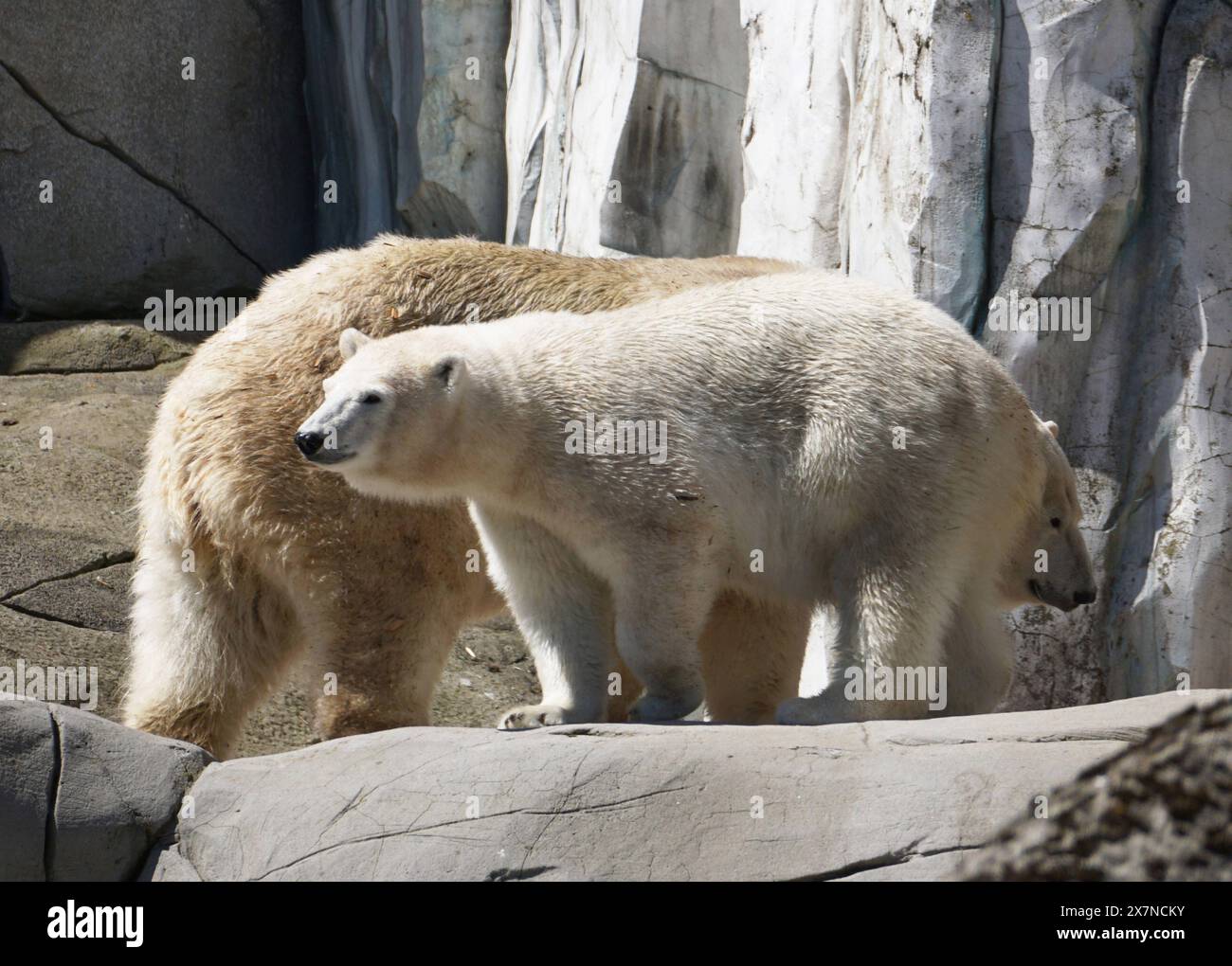 Eisbaeren im Gehege im Tierpark Hagenbeck Tierpark Hagenbeck *** Polar ...