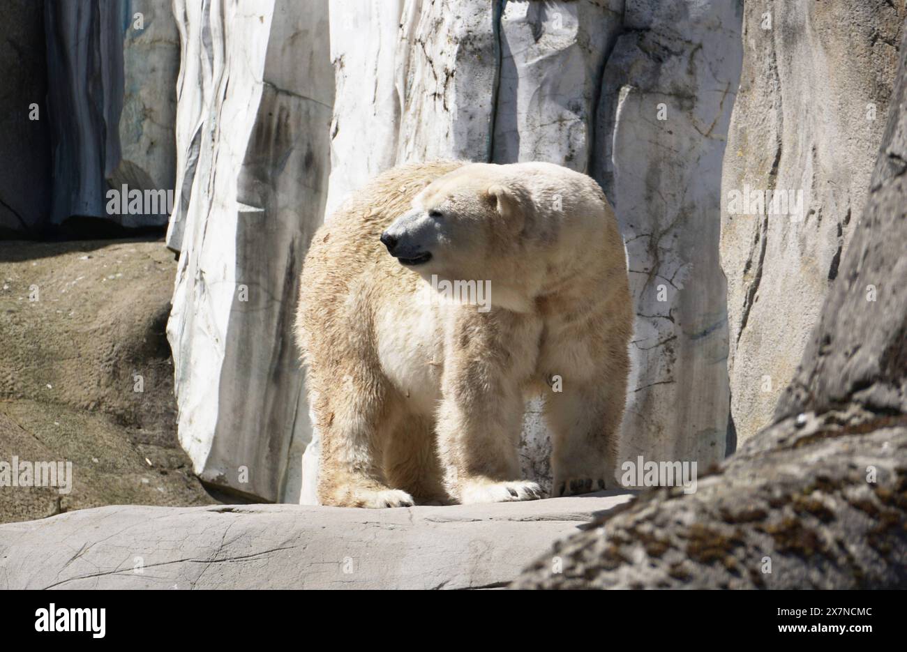 Eisbaeren im Gehege im Tierpark Hagenbeck Tierpark Hagenbeck *** Polar ...