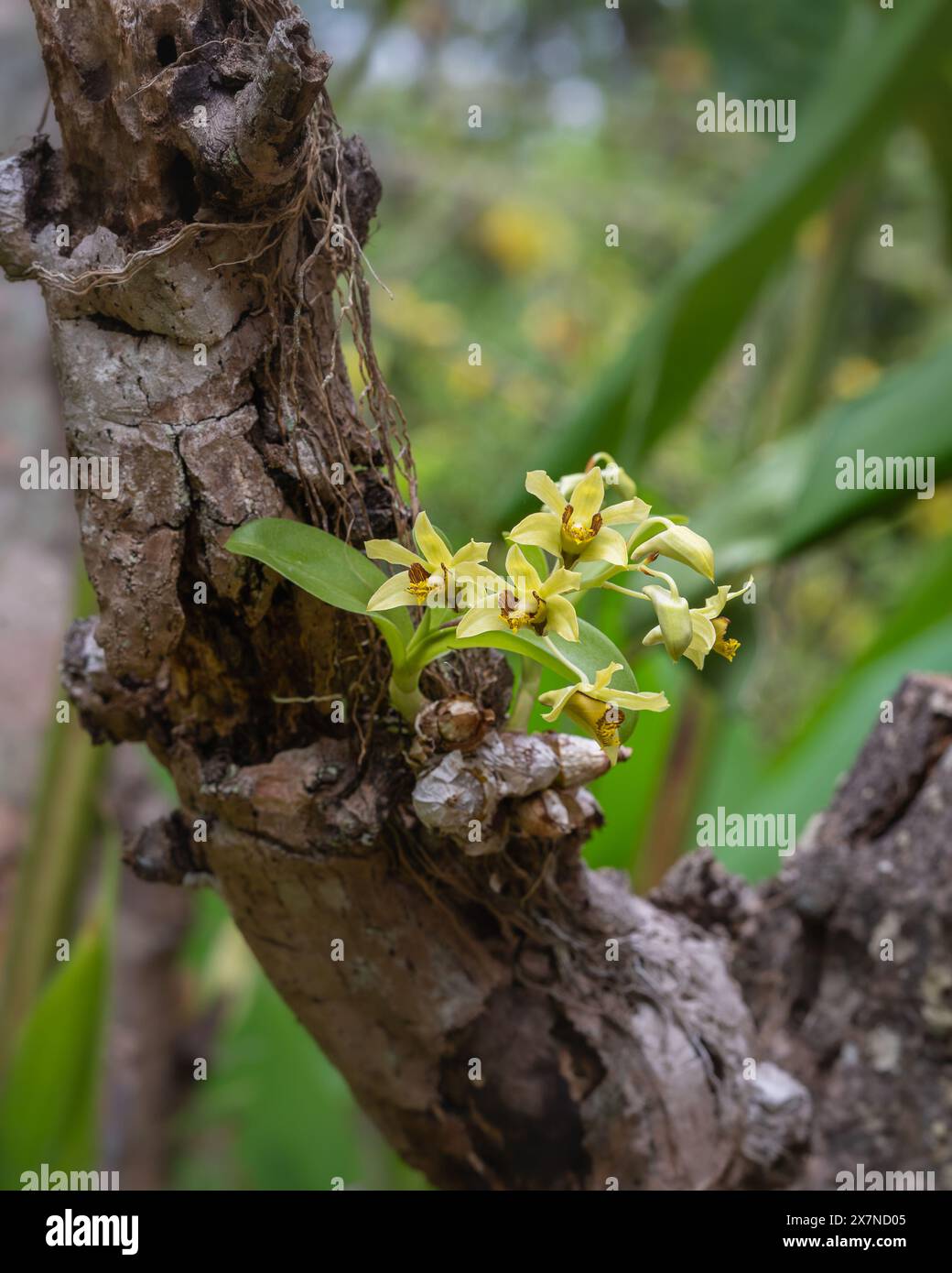 Closeup view of delicate tropical epiphytic orchid species dendrobium ...