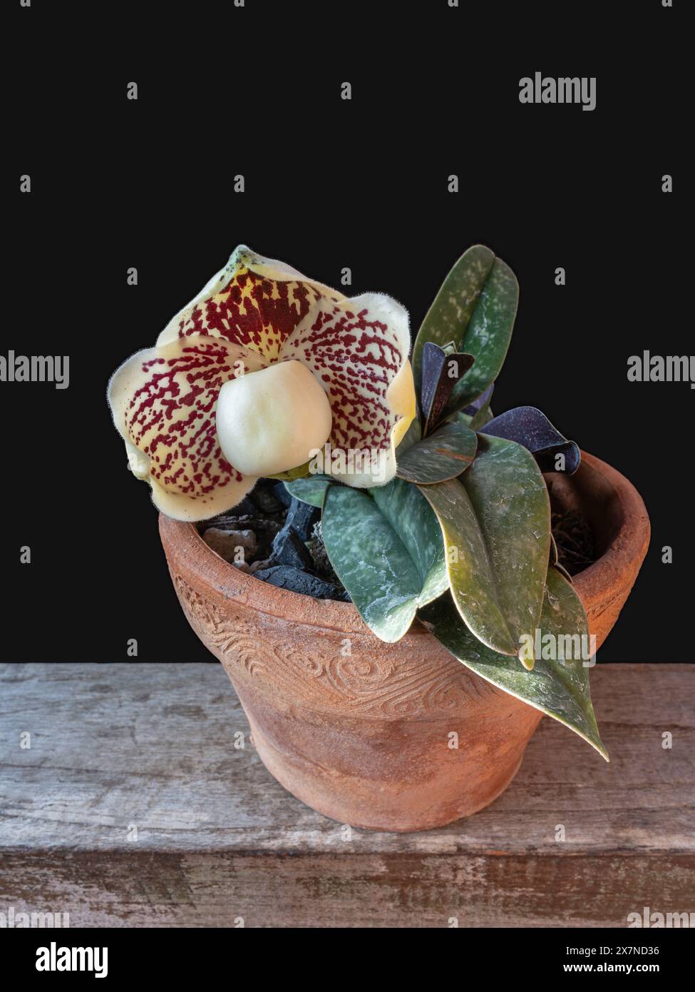 Closeup vertical view of lady slipper orchid paphiopedilum godefroyae ...