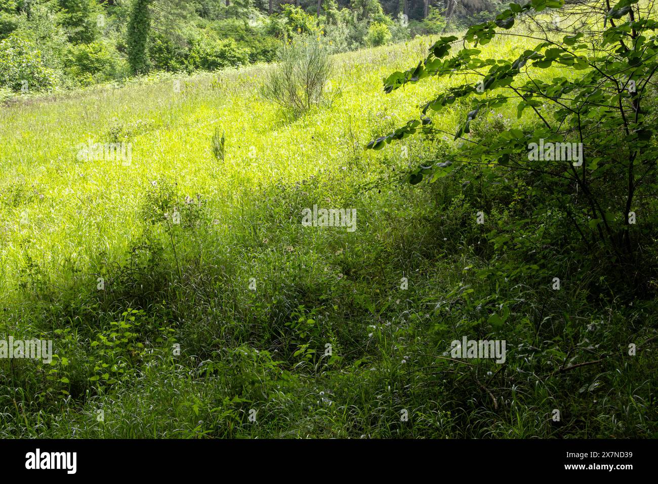 "In this green cathedral, where the rustle of leaves is the choir and ...