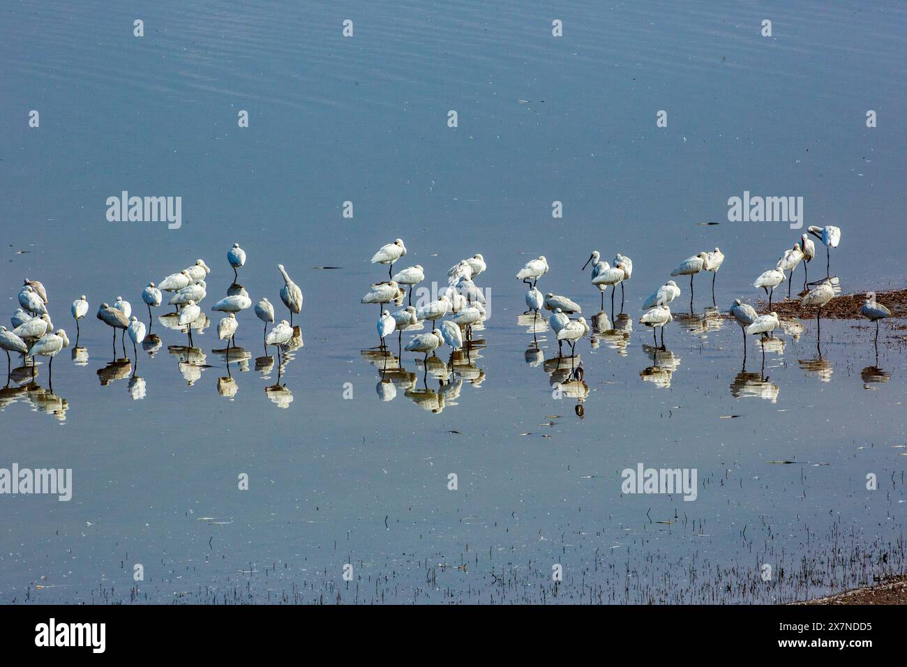 Eurasian Spoonbills Platalea Leucorodia Feeding Photographed In