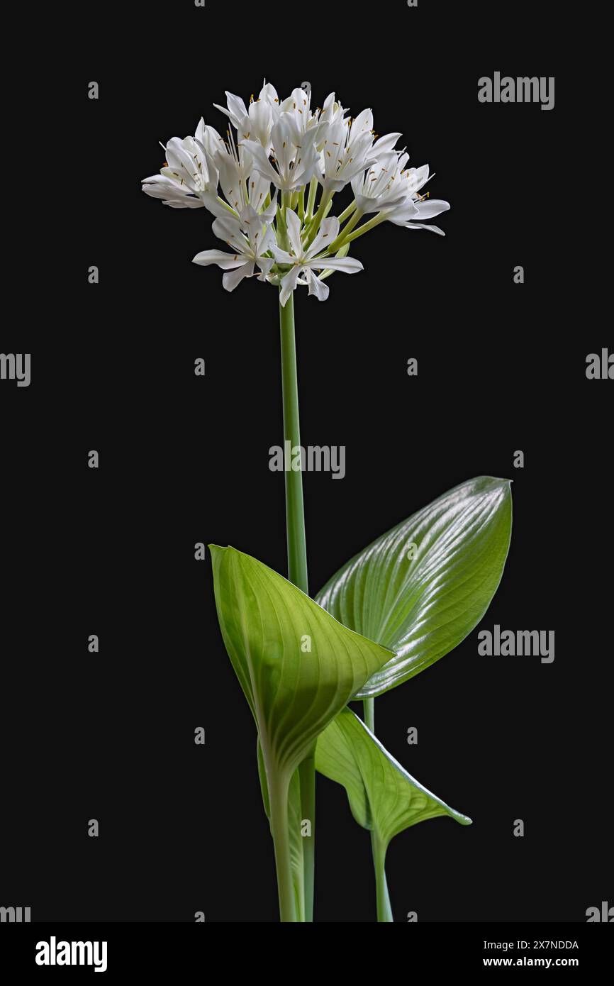 Closeup view of proiphys amboinensis aka Cardwell lily or northern ...
