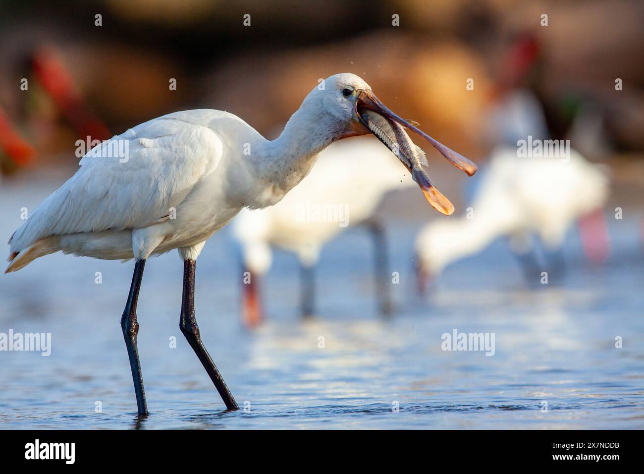 The Eurasian spoonbill (Platalea leucorodia), or common spoonbill, is a ...