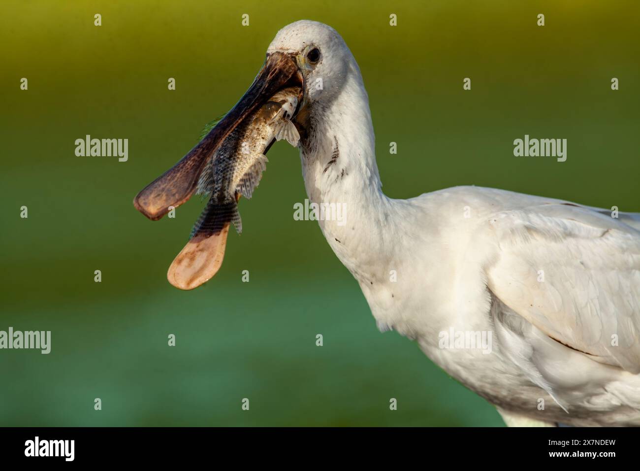 The Eurasian spoonbill (Platalea leucorodia), or common spoonbill, is a ...