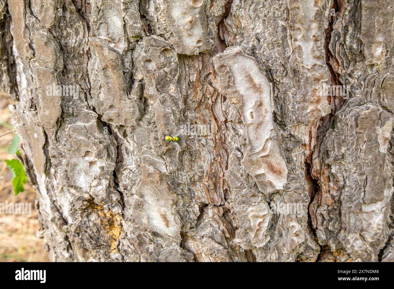 Forest_insects hi-res stock photography and images - Alamy