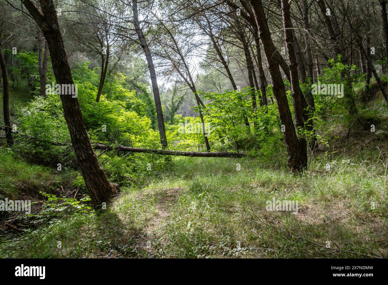 "A symphony of greens plays out in the forest, a harmonious blend of ...