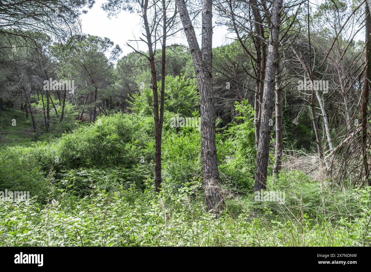 "Nature’s green embrace is a gentle reminder of the beauty and ...