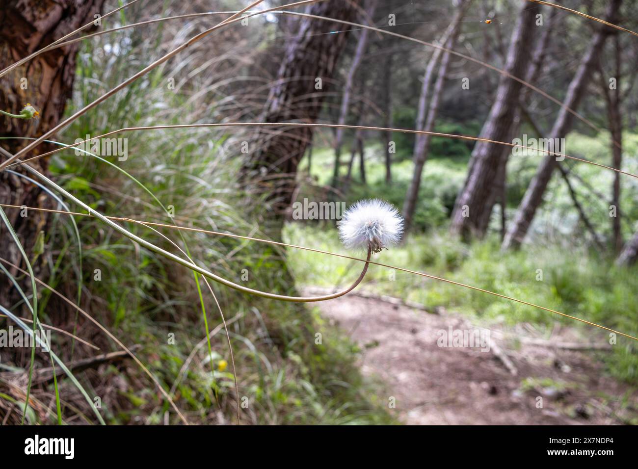 Dandelion flower in the forest path Stock Photo - Alamy