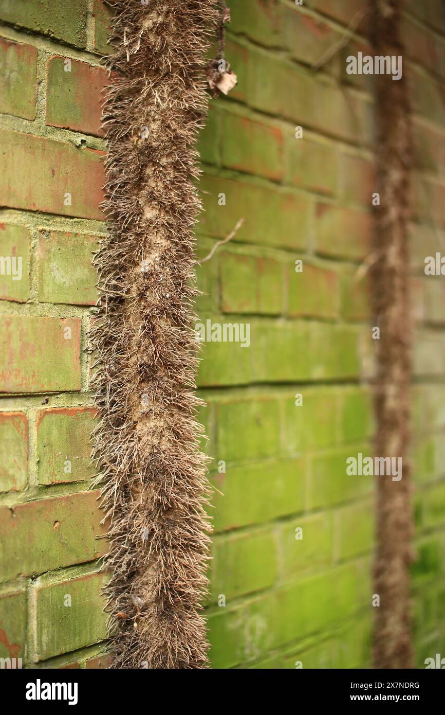 Hedera helix roots hi-res stock photography and images - Alamy