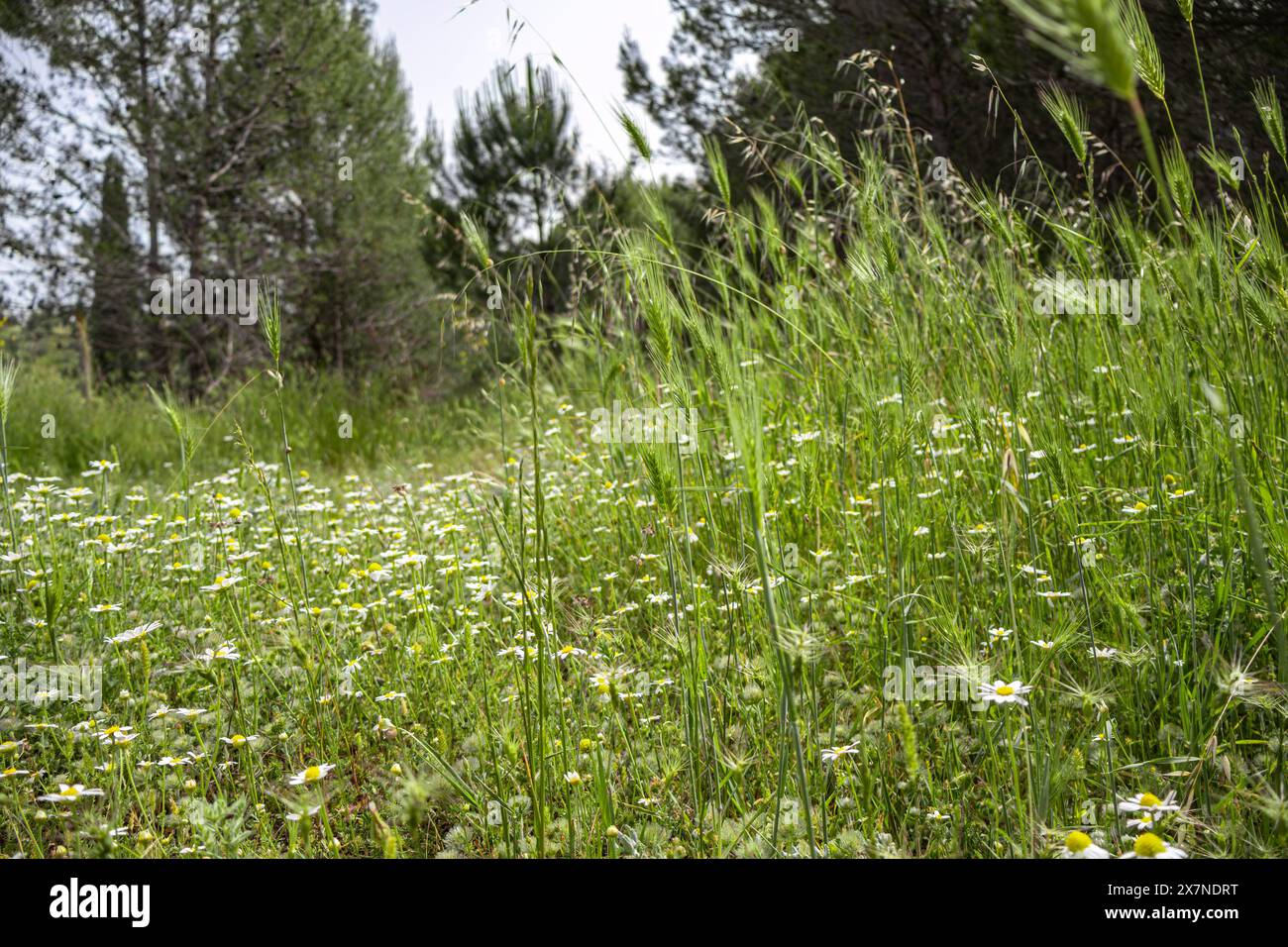"Green and serene, the forest is a place where I can find peace and ...