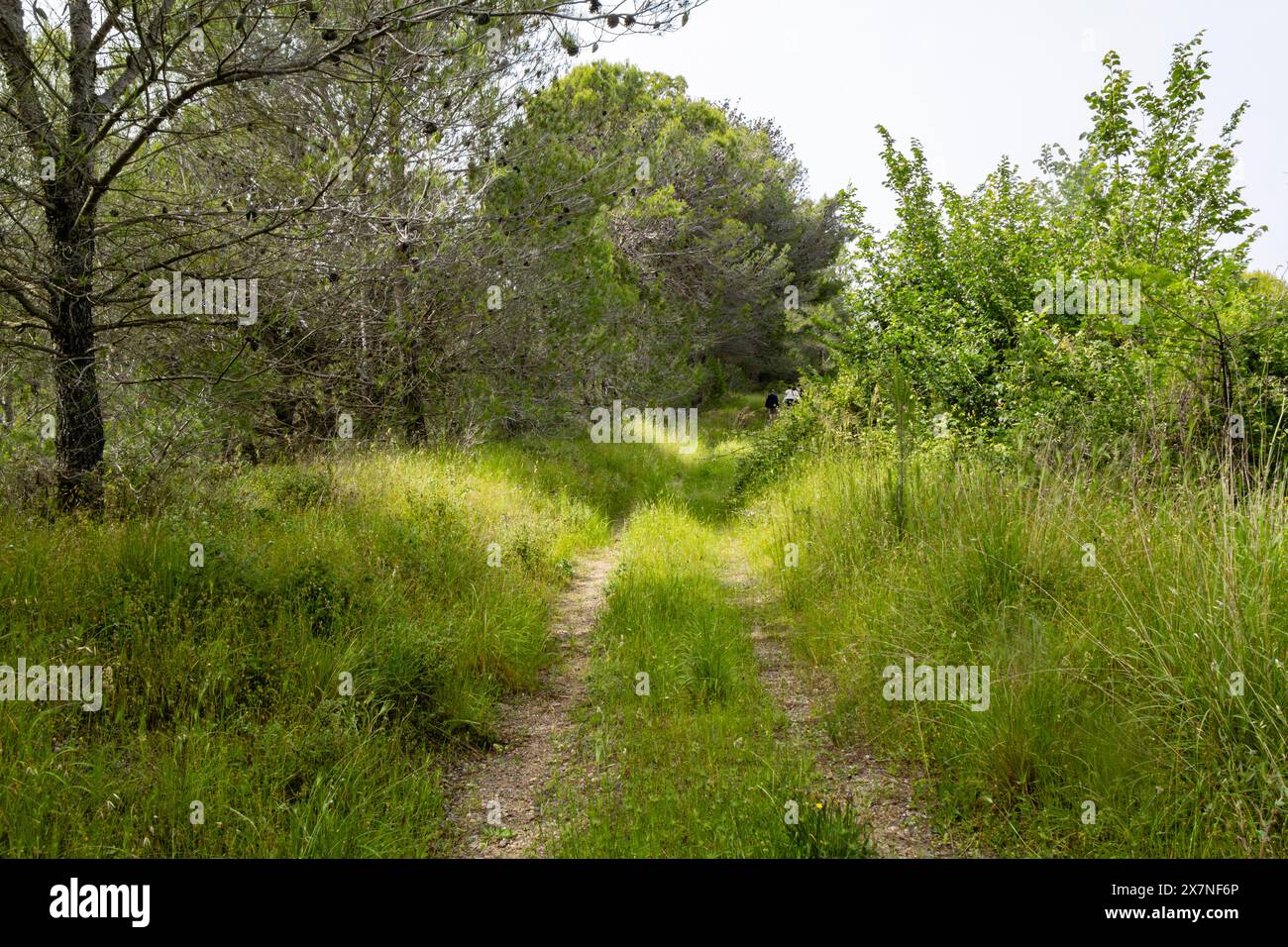 "Finding peace in the forest, where the beauty of nature is a balm for ...