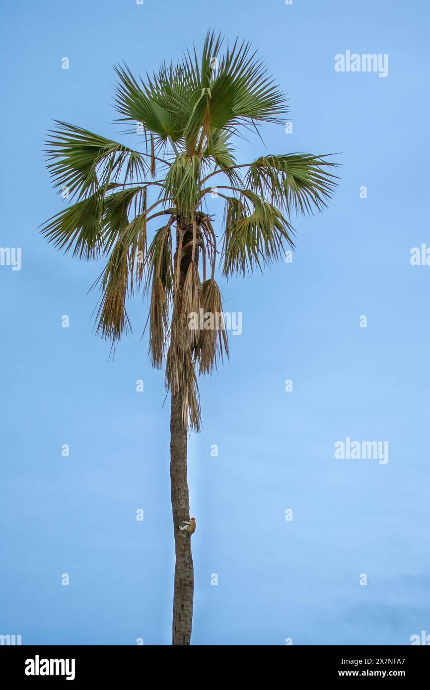 Monkey palm hi-res stock photography and images - Alamy