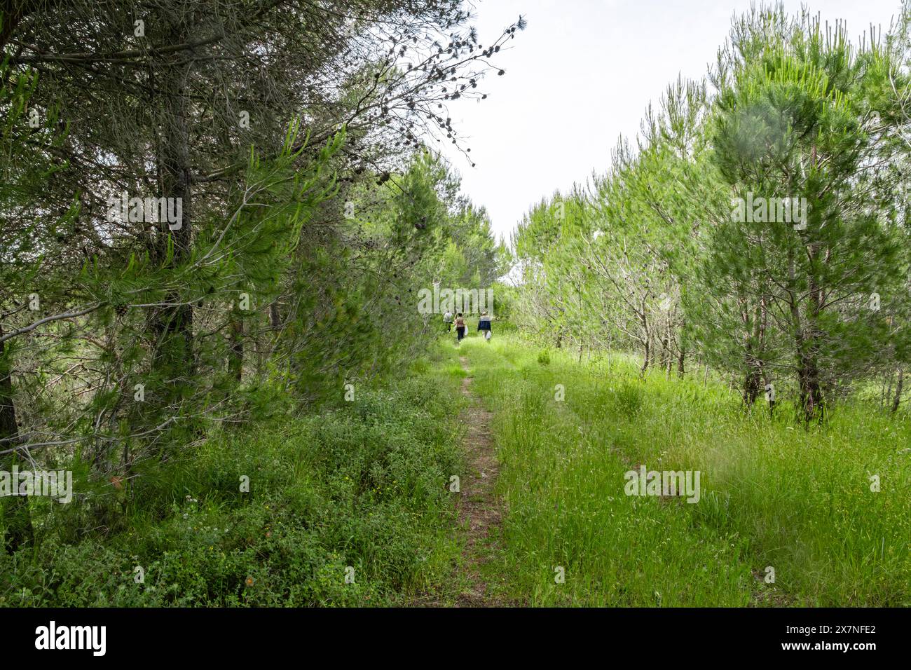 "Nature’s green symphony plays softly in the background, a melody of ...