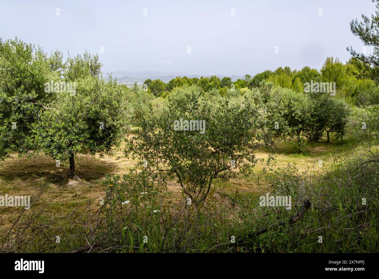 olive trees, hills, nature, forest, landscape, outdoors, greenery ...