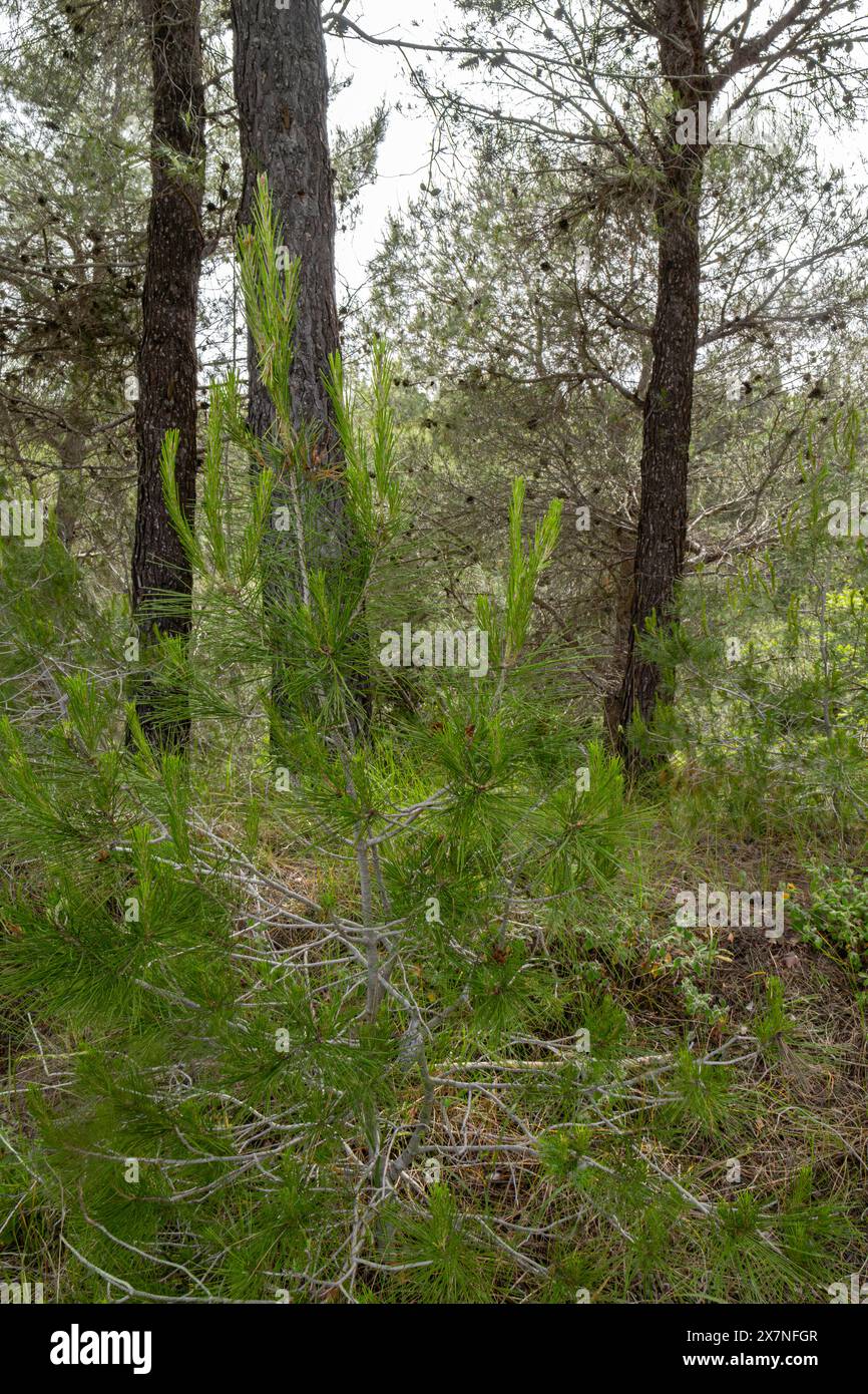 "Lush and lovely, the dense forest is a testament to nature’s ability ...